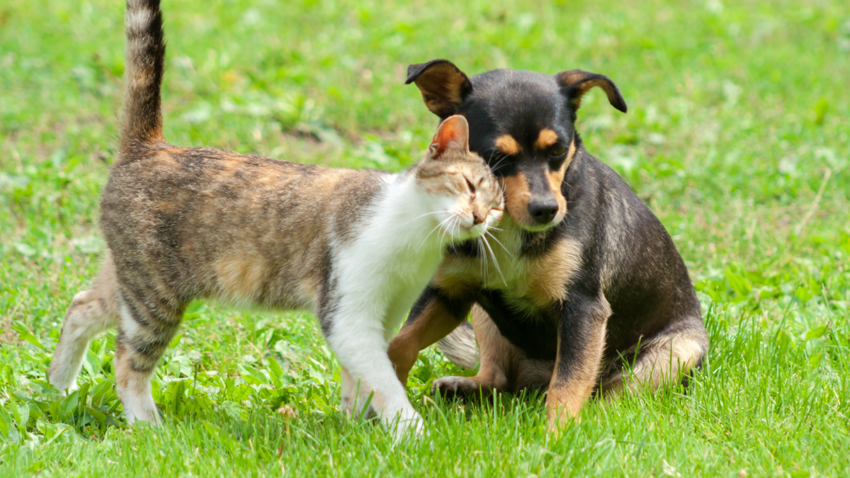 Beneficios del pasto en rollo para perros y gatos: Creando espacios ...